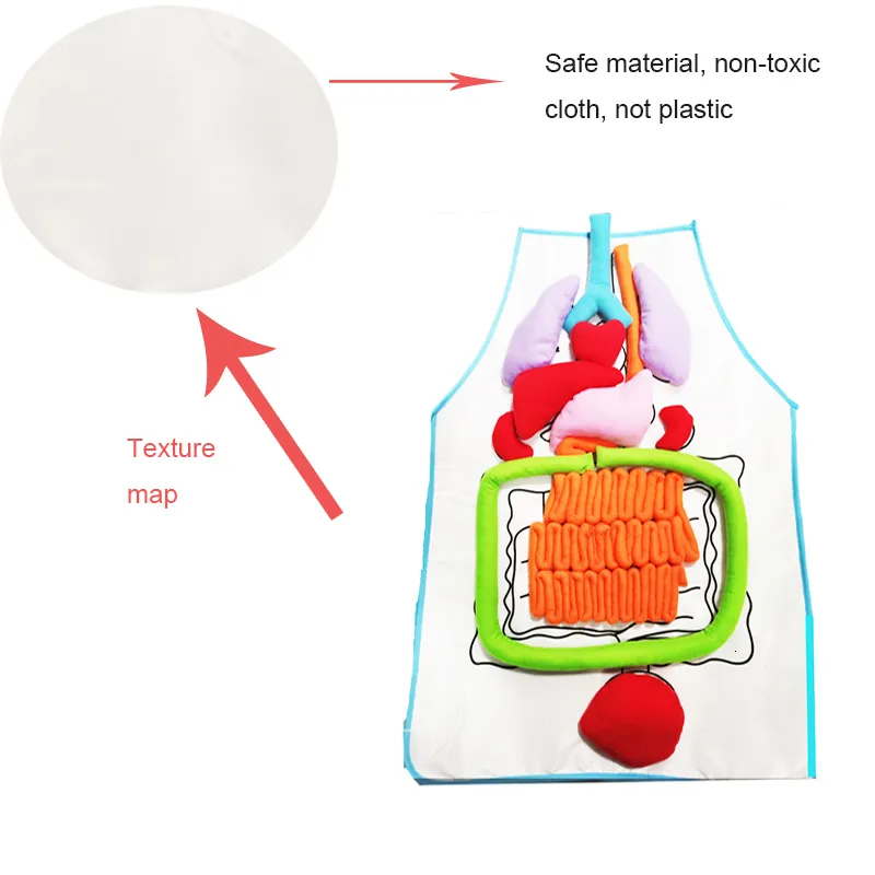 Science Discovery Anatomy Apron Human Body Organs Educational Insights ...