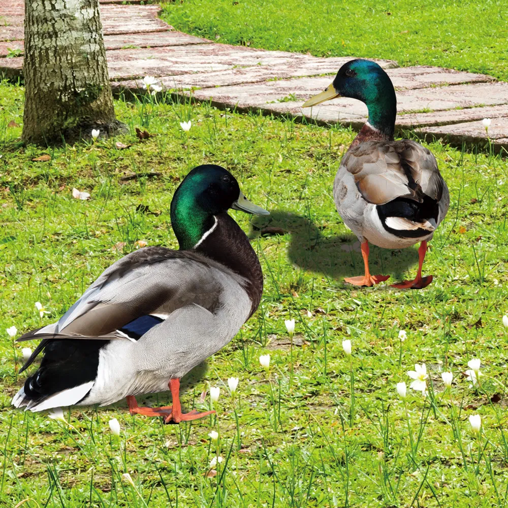 2-Piece Realistic Duck Garden Ornaments - Charming Outdoor Poultry ...