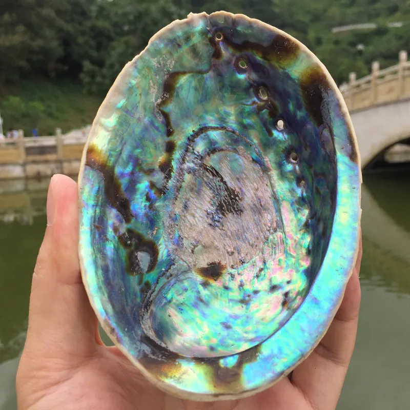 decorating with abalone shells