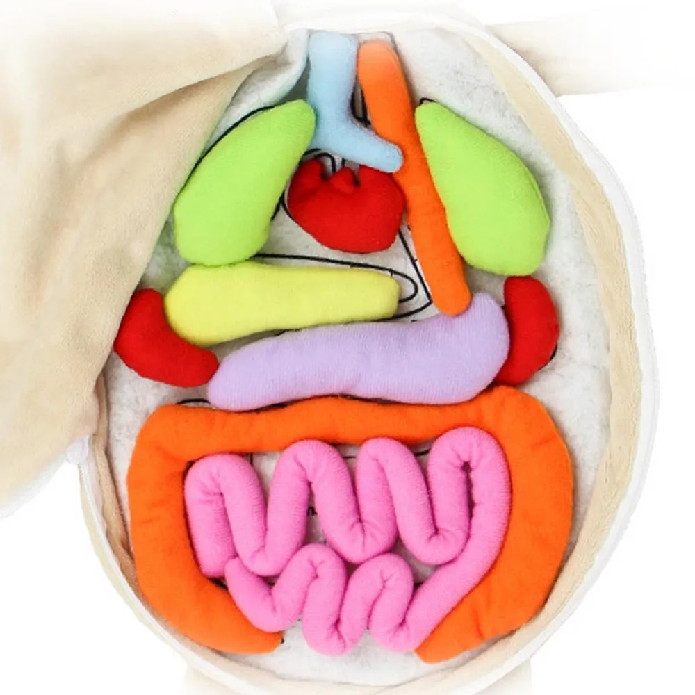 3D Brain Puzzle Anatomy Doll With Removable Organs Human Body Model For ...