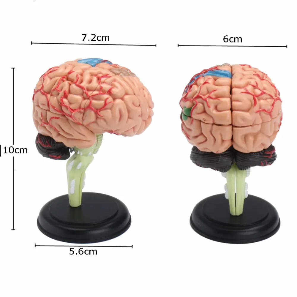 Brain Anatomy Interactive