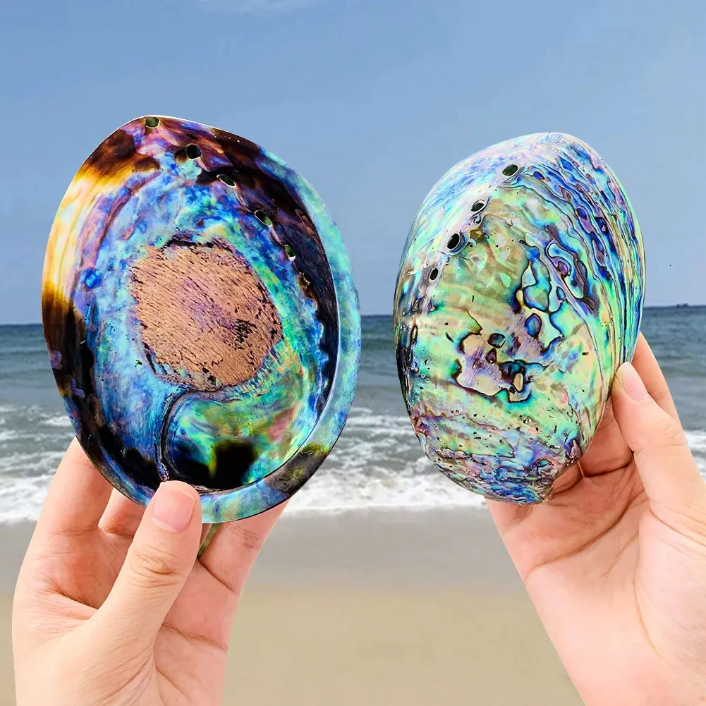 Polished Abalone Shells: Natural Seashells for Crafts, Jewelry & Beach ...