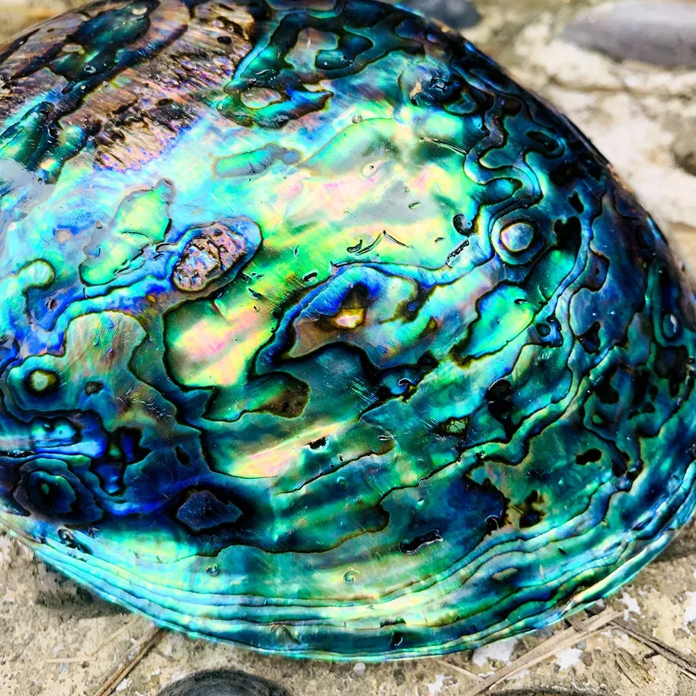 Polished Abalone Shells: Natural Seashells for Crafts, Jewelry & Beach ...