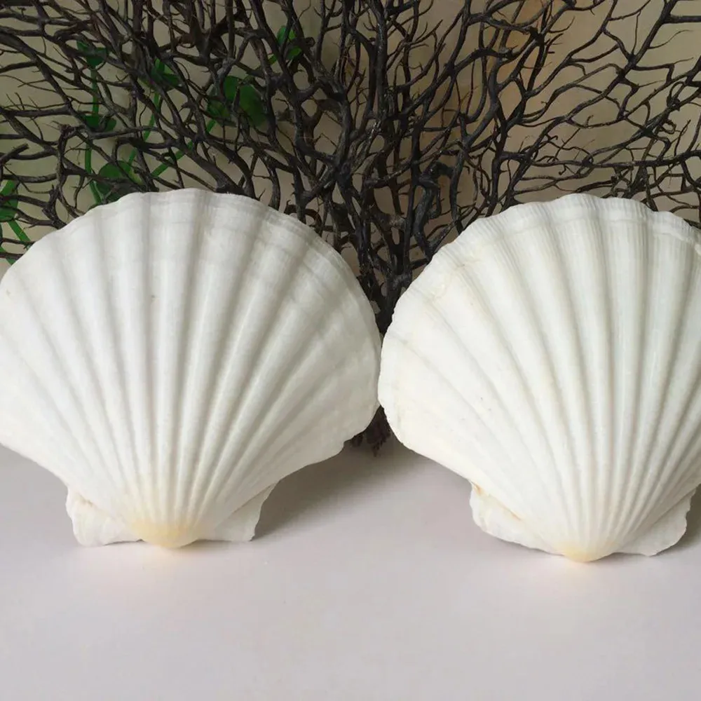 6 Natural White Seashells - Scallop & Conch Mix for Fish Tank Decor ...
