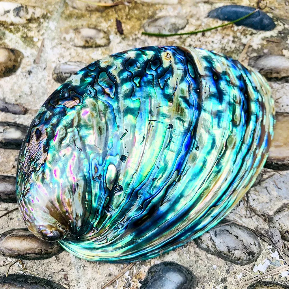 Polished Abalone Shells: Natural Seashells for Crafts, Jewelry & Beach ...