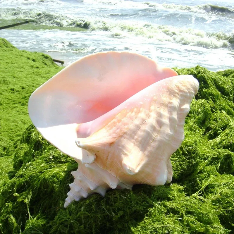Large Pink Queen Conch Shell 18-20cm - Bahama Beach Decor, Collectible ...