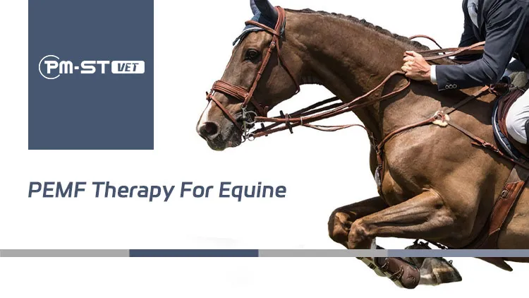 Fast Recovery Electro Magnetic Equine Loop PEMF Physiotherapy Machine ...