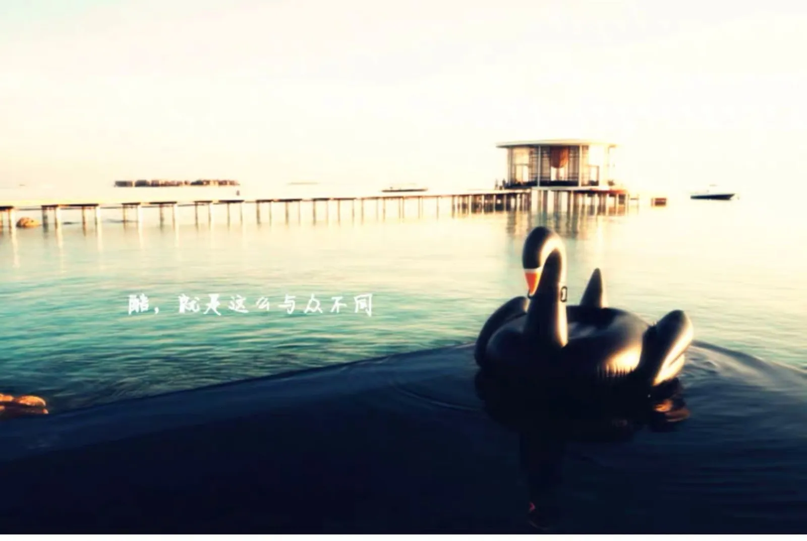 DHgate.com:Black Swan Pool Float Inflatable Ride-On Water Fun Swimming ...