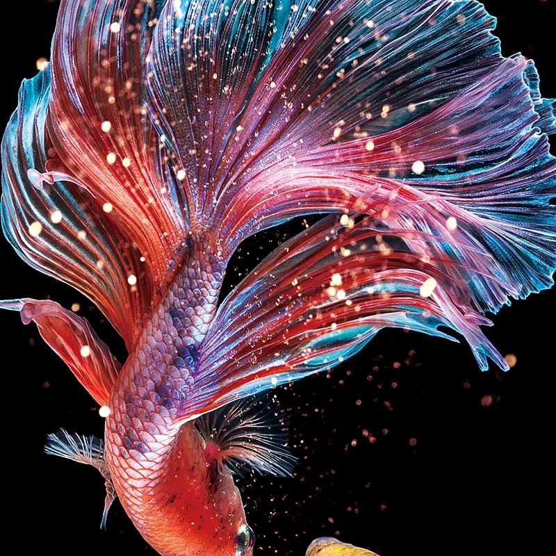 DIY Fish Cross Stitch Kit - Full Embroidery Set, Goldfish & Koi Designs ...