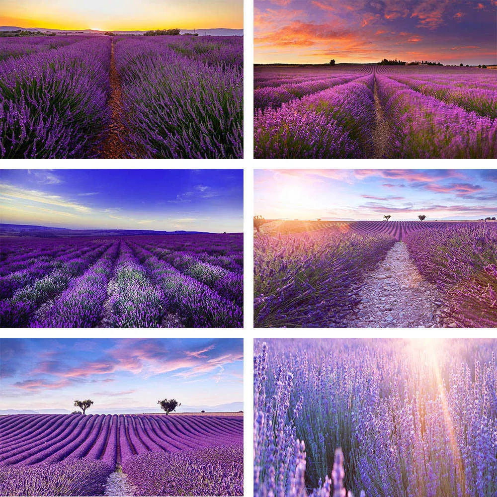 DHgate.com:Lavender Field Photography Backdrop: Purple Floral Sky ...