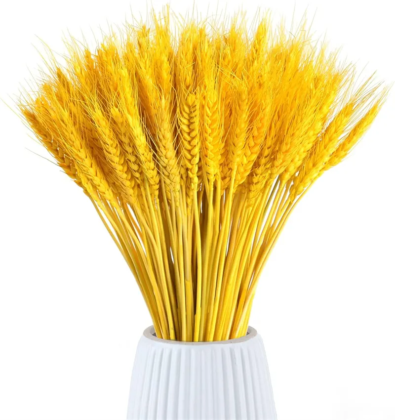 Premium 22 Dried Wheat Stalks - Golden Wheat Sheaves for Rustic Decor ...
