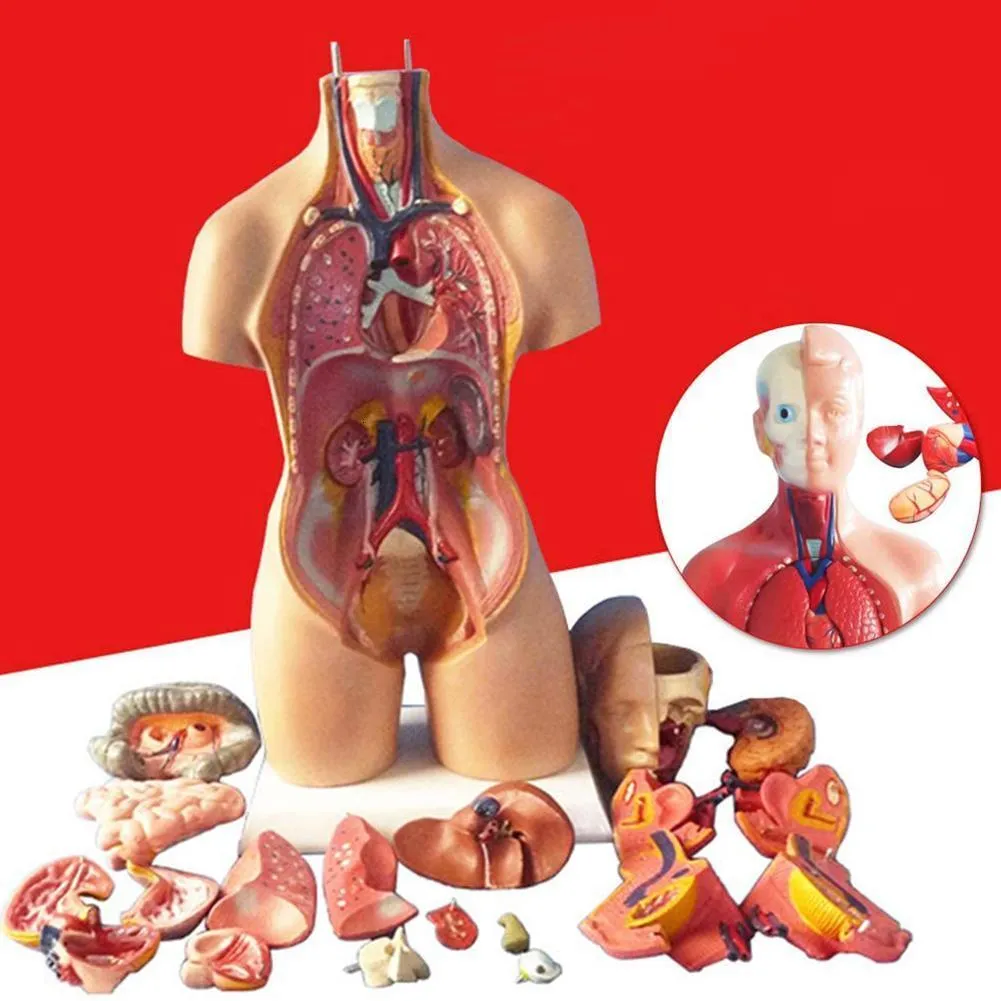Science Discovery 28cm Anatomical Human Torso Body Model Anatomy ...