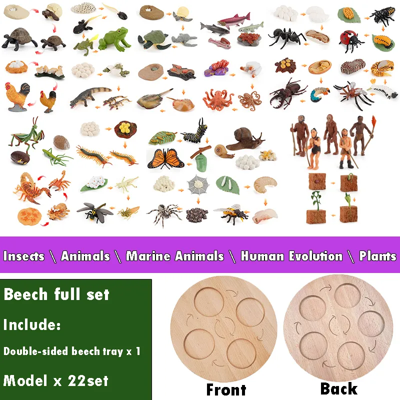 Montessori Life Cycle Exploration Board Wooden Educational Biology Toy ...