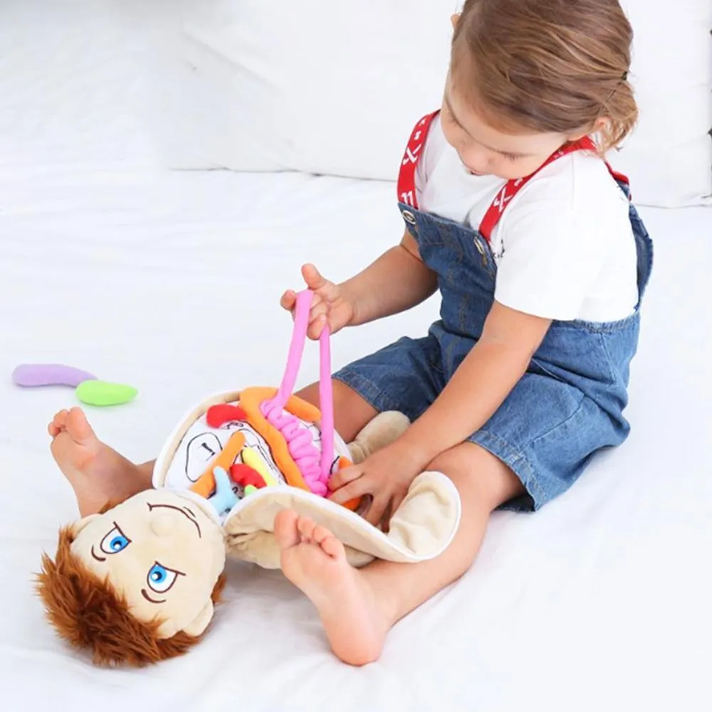 Anatomically Correct Human Body Anatomy Doll Soft Plush Toy For Early ...
