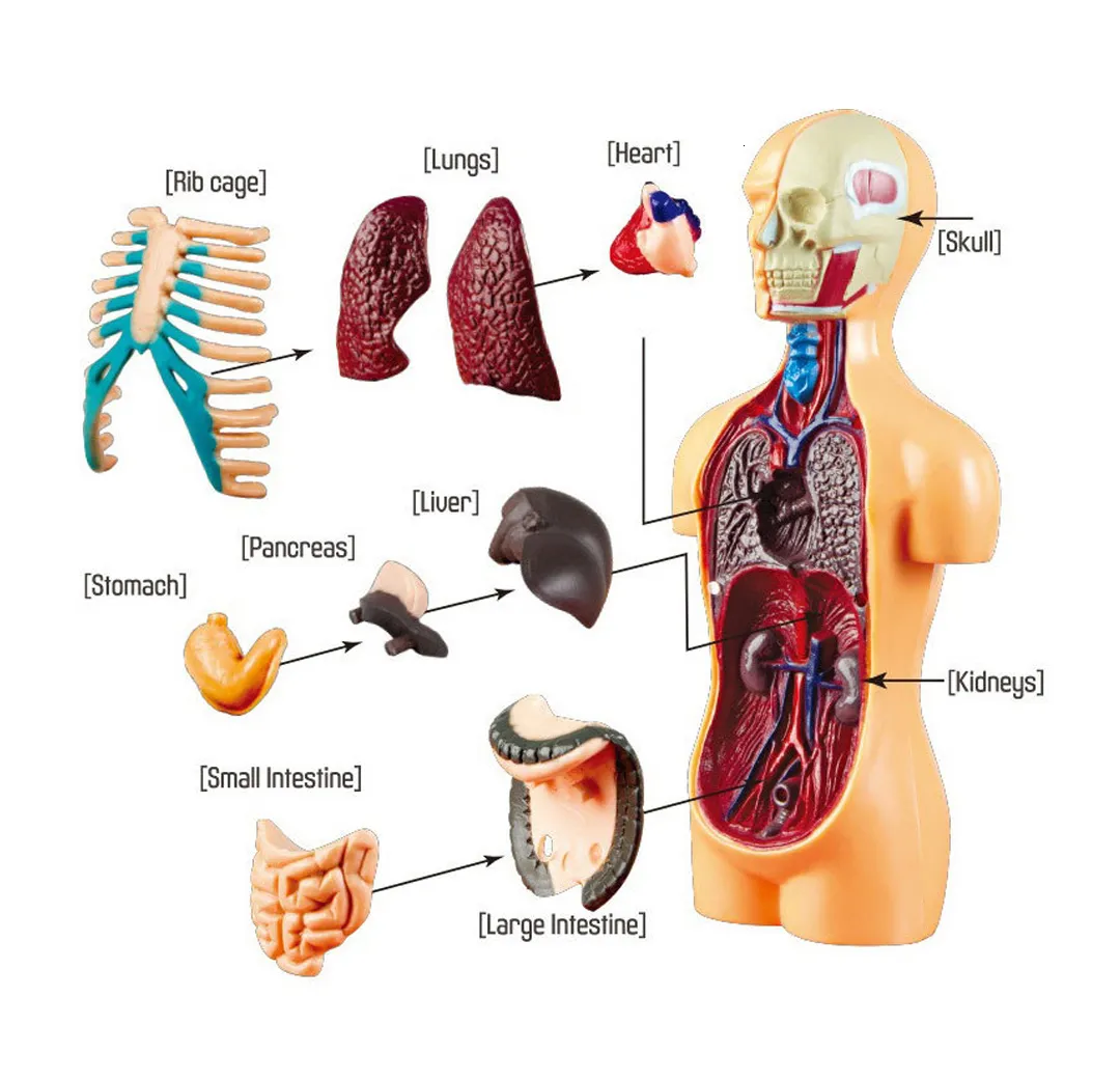 Human Body Anatomy Organs Model Human Body Model With Organs On Black