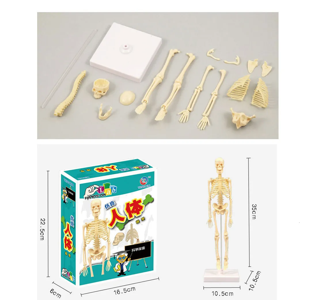 3D Human Body Torso Model Kid Friendly Anatomy Skeleton STEAM Game, DIY ...