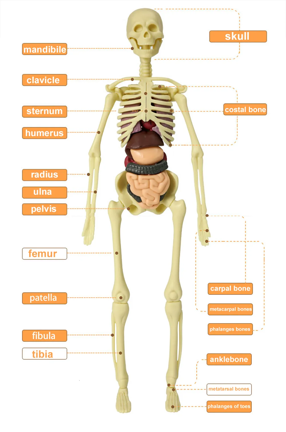 3D Human Body Torso Model Kid Friendly Anatomy Skeleton STEAM Game, DIY ...