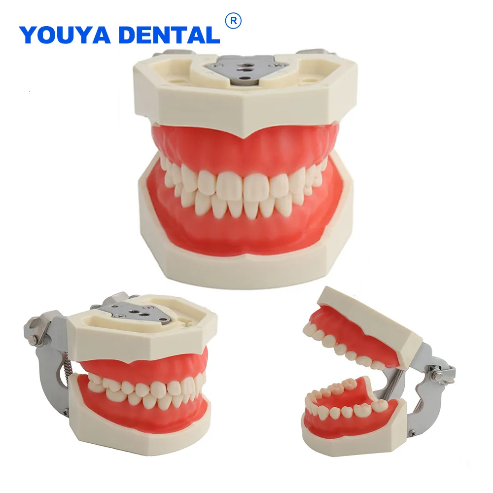 DHgate.com:Removable Dental Typodont Teeth Model Resin Teeth Study ...