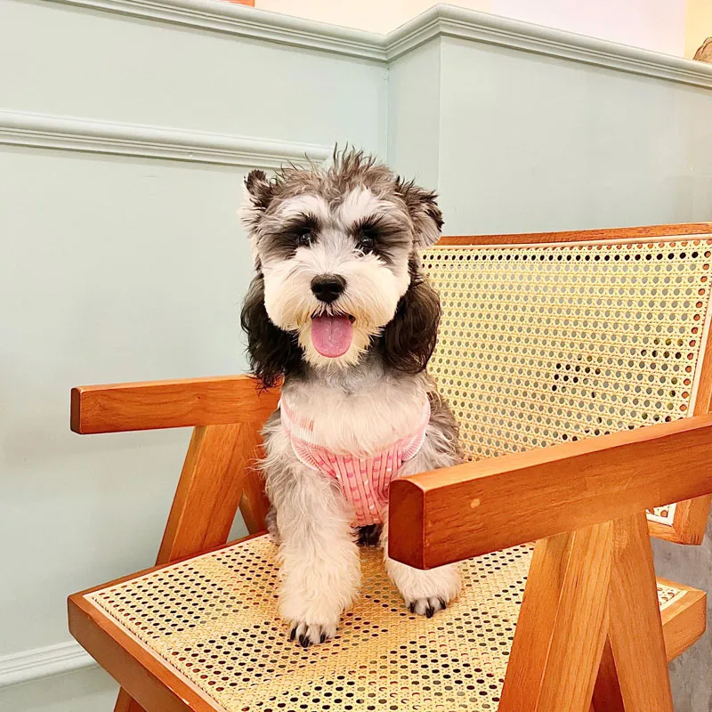 DHgate.com:Pink Cotton Dog Sweater with Classic Letters Pattern ...