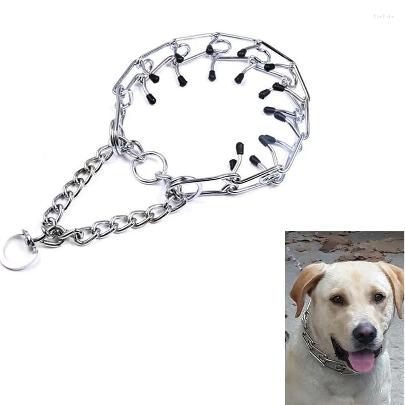 Puedes Dejar Una Cadena De Estrangulamiento En Un Perro