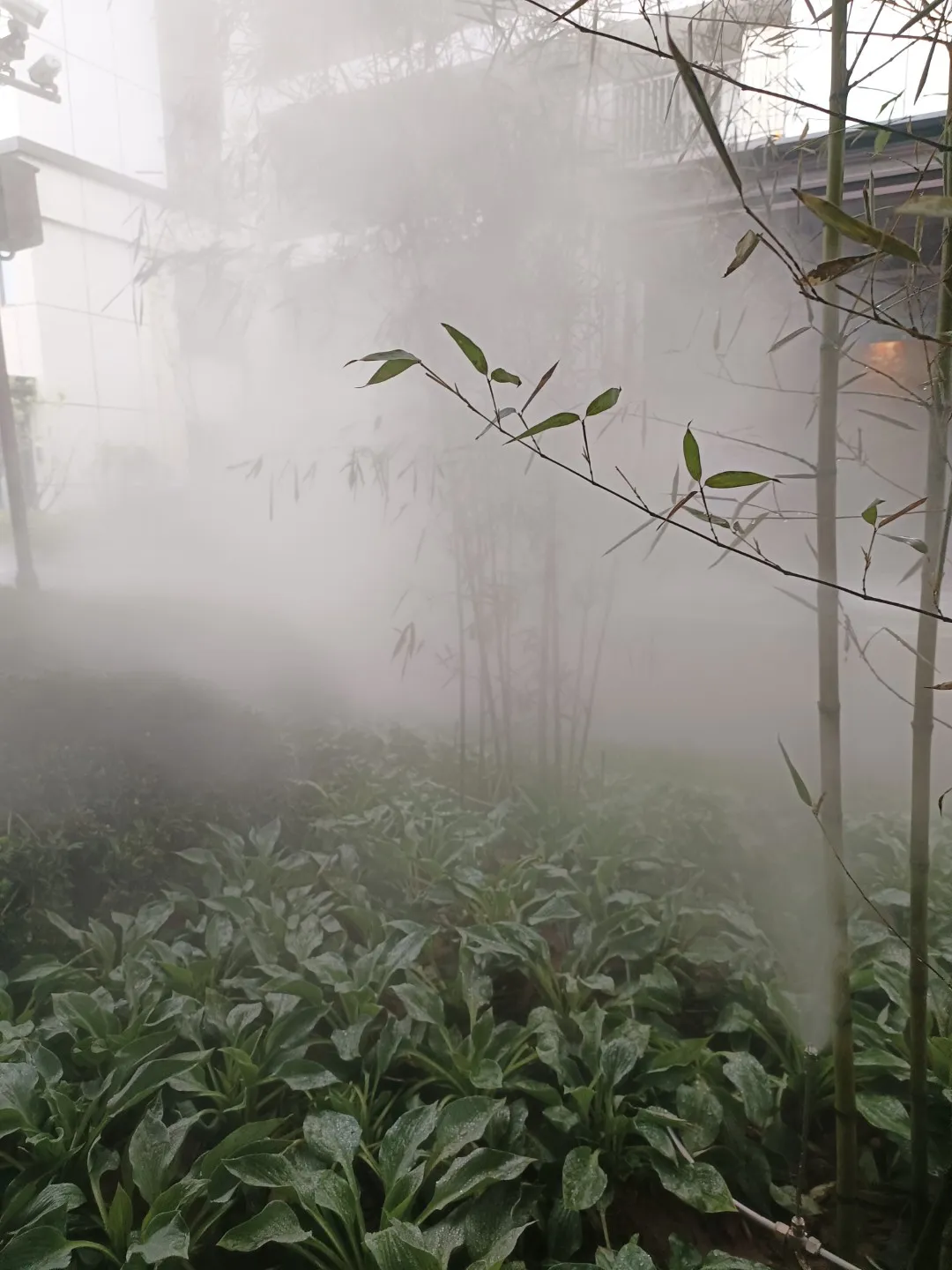 Complete Landscape Drip: Fogging, Dust Reduction, And... From ...