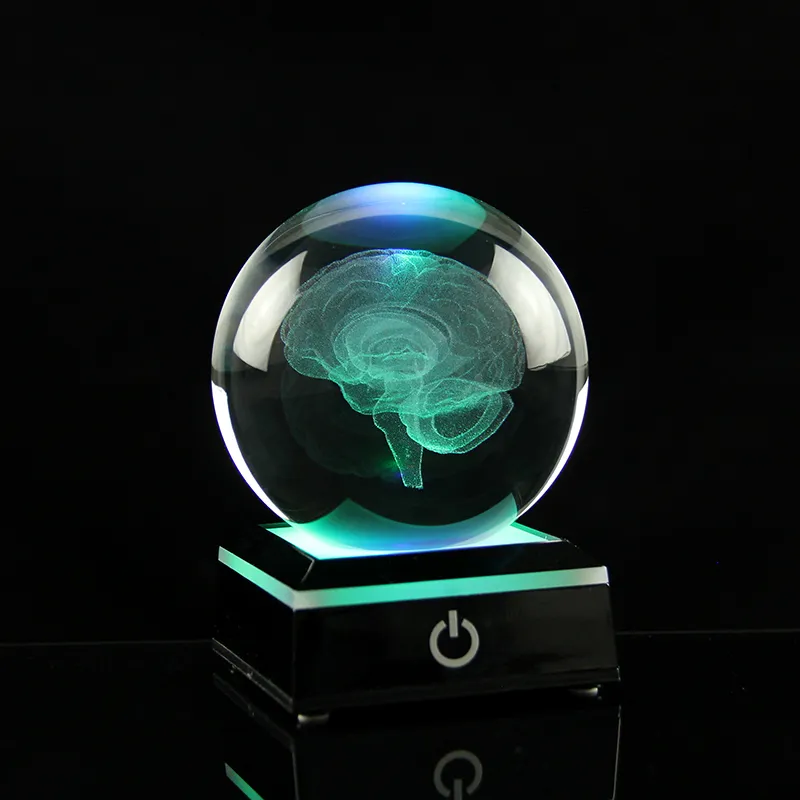 3D Laser Engraved Human Brain Model Crystal Ball Home Decor, Medical ...