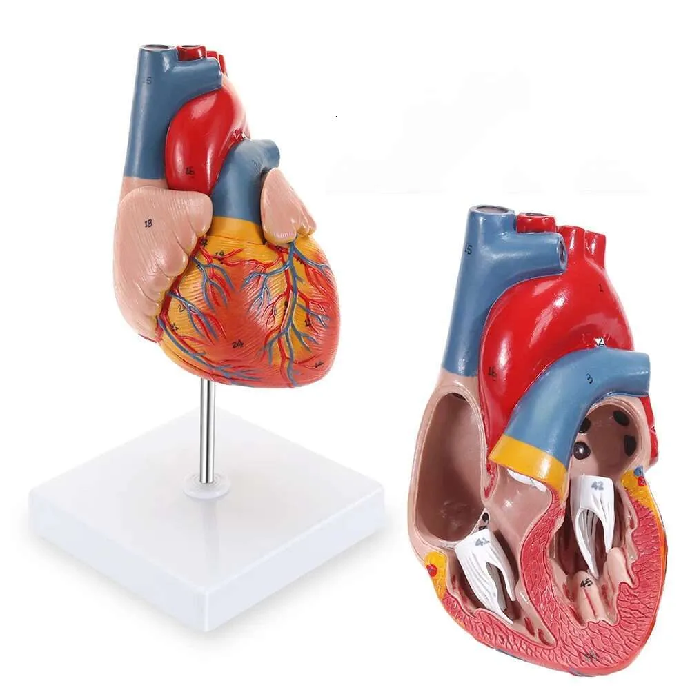 Natural Size Human Heart Model 2 In 1 Anatomy... From Wwmengchongdian ...