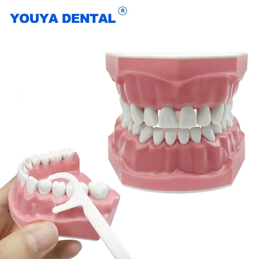 Jaw Typodont Model Y For Practice And Training Standard Tooth Model Y ...