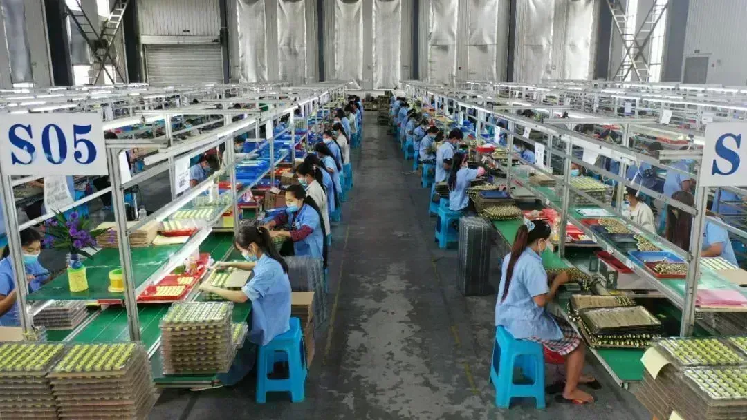 Luxury Snake Bracelet: Light Luxury Full Diamond Fritillar Shell Snake ...