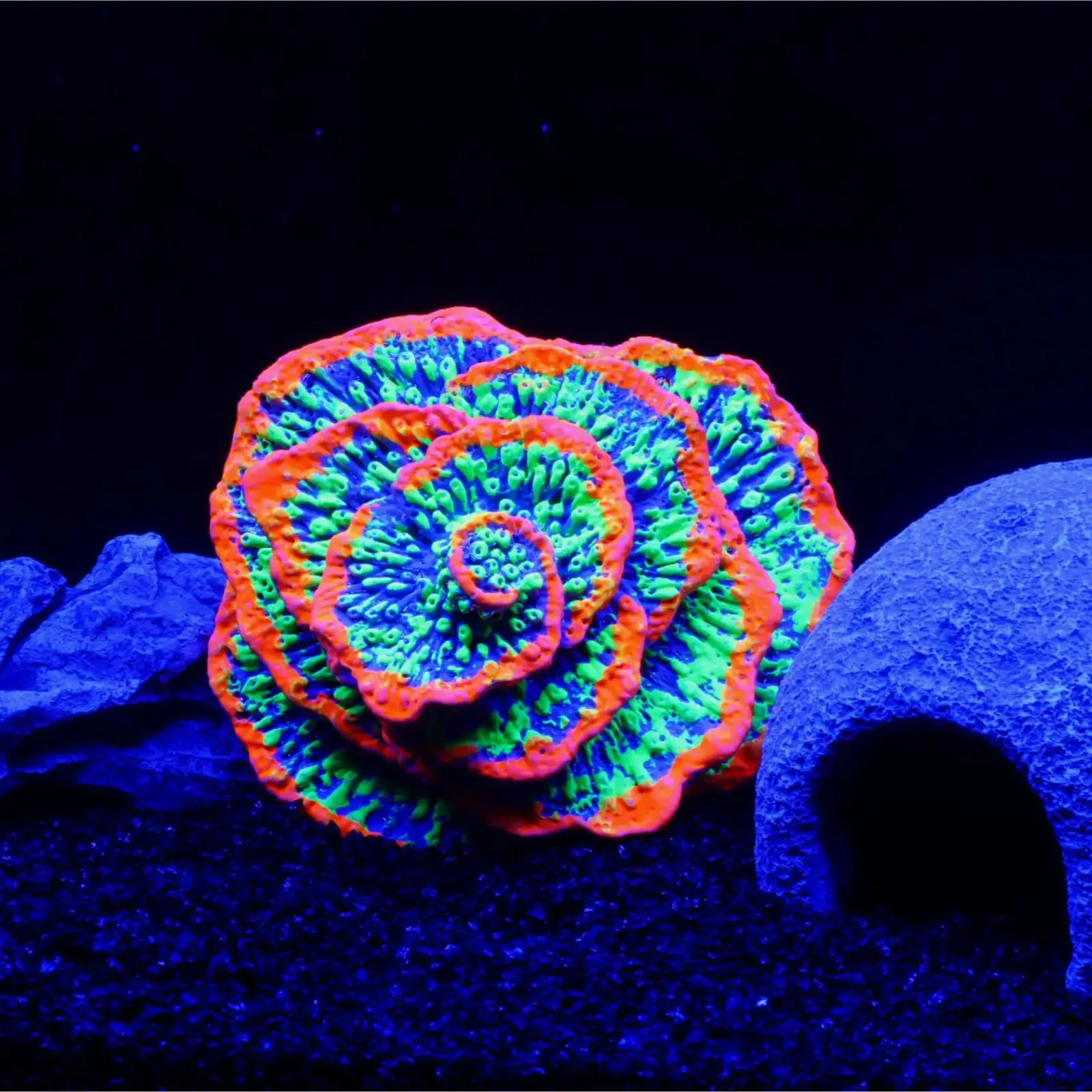 Fluorescent Spiral Coral Reef Aquarium Decoration ... From Factory ...