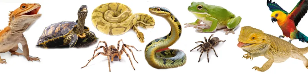 Realistic 3-Level Tree Stump Hideout Plastic Reptile Habitat for Small ...