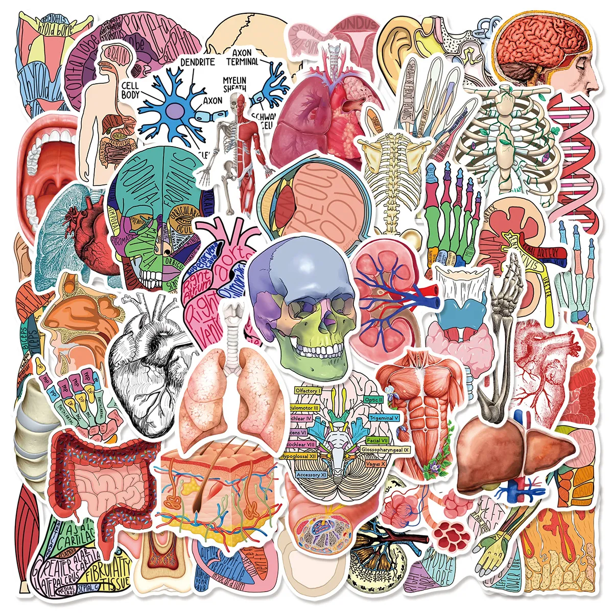 50 Organ Anatomy Graffiti Stickers Personality Decorative Guitar Mobile ...