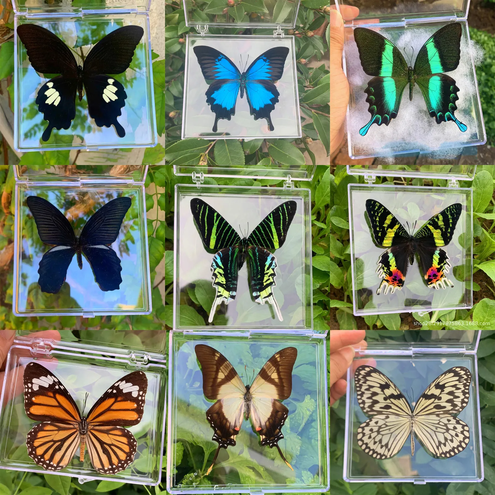 Rare Natural Butterfly Animal Specimens Exquisite Home Decor And ...