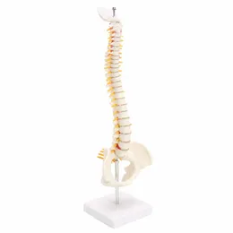 Spine Anatomy Model 17.7" Colorful Flexible Spine Model - Anatomical ...