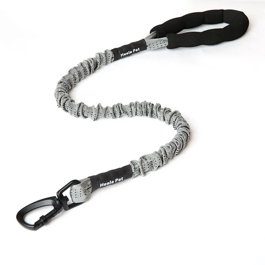 Mastering Off-Leash Dog Walking: Safe Techniques and Essential Tips for ...