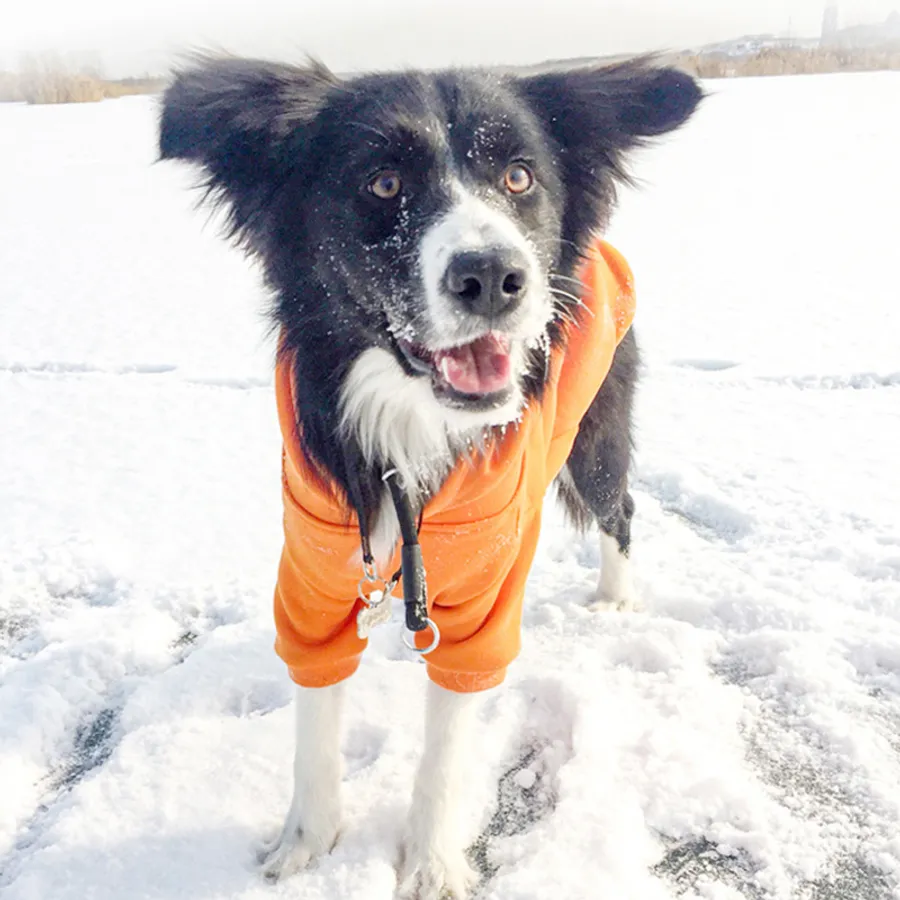 Effective Strategies to Teach Your Dog Gentle Behavior and Stop Biting ...