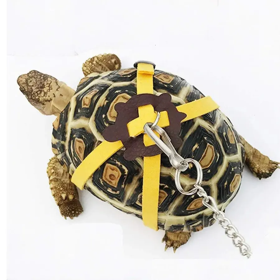 Evergreen Guide to the Best Snake for a Pet - Smart.DHgate – Trusted ...