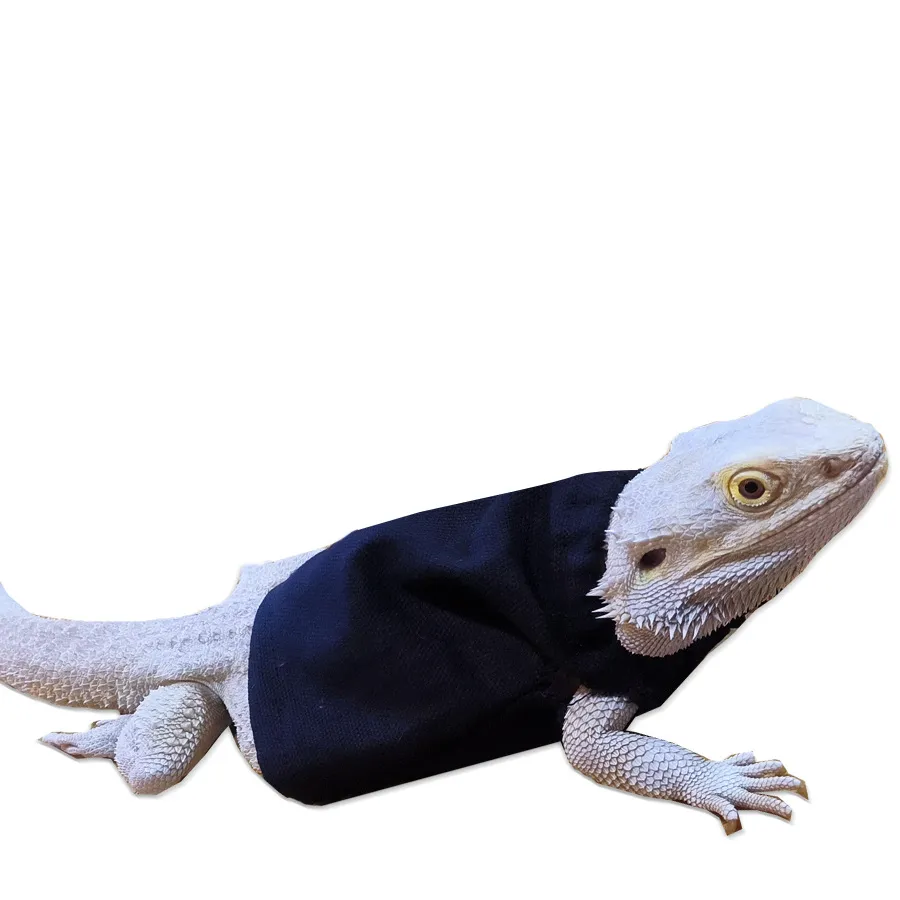 Bearded Dragon Baby Clothes