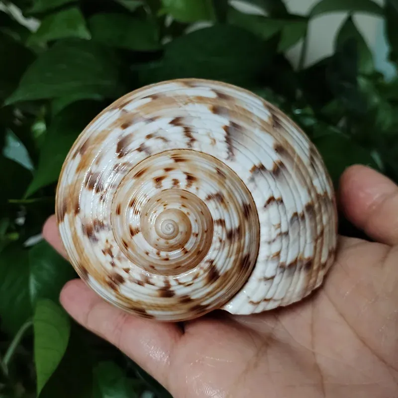 Tonna Dolium Shell Seashell - 9-10CM Big Partridge Tun for Wedding ...