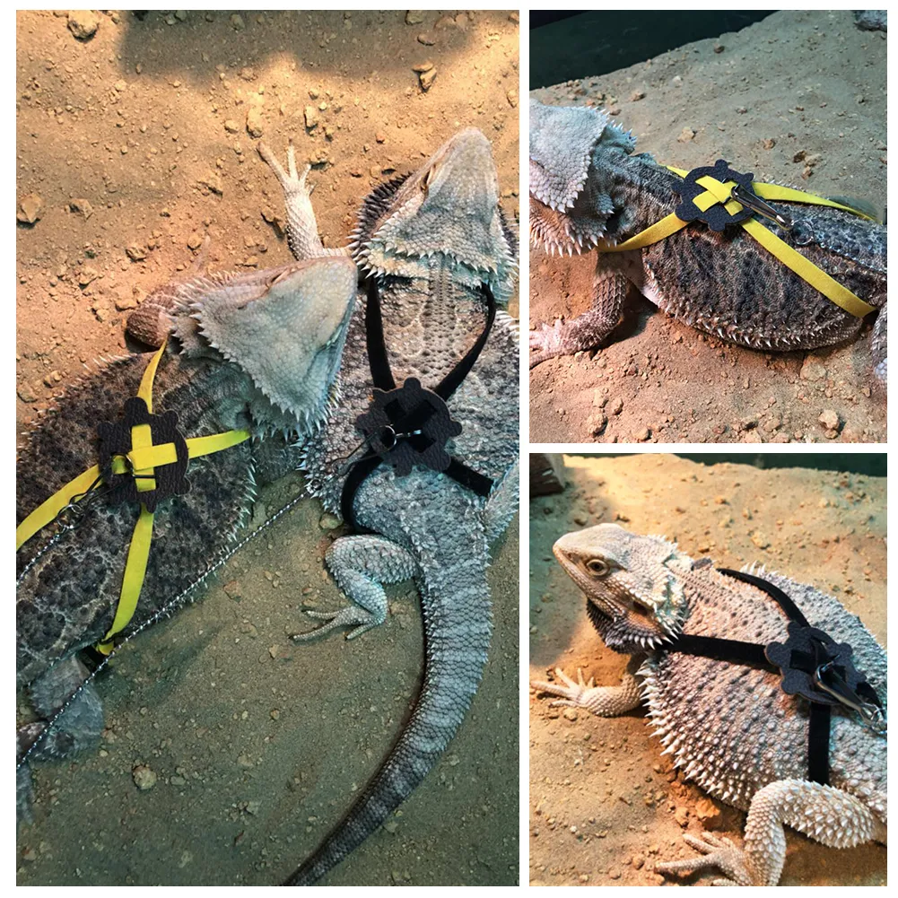 DHgate.com:Adjustable Reptile Lizard Harness & Leash - Blue Walking ...