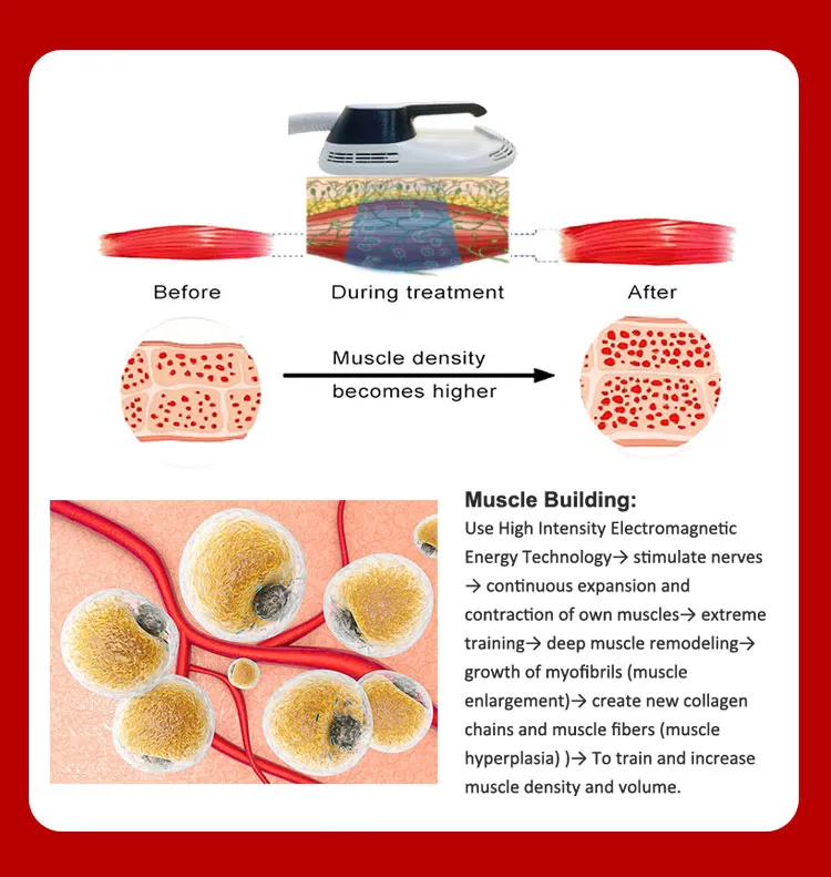 2024 New Design Desktop Version Muscle Building And Body Slimming Body ...