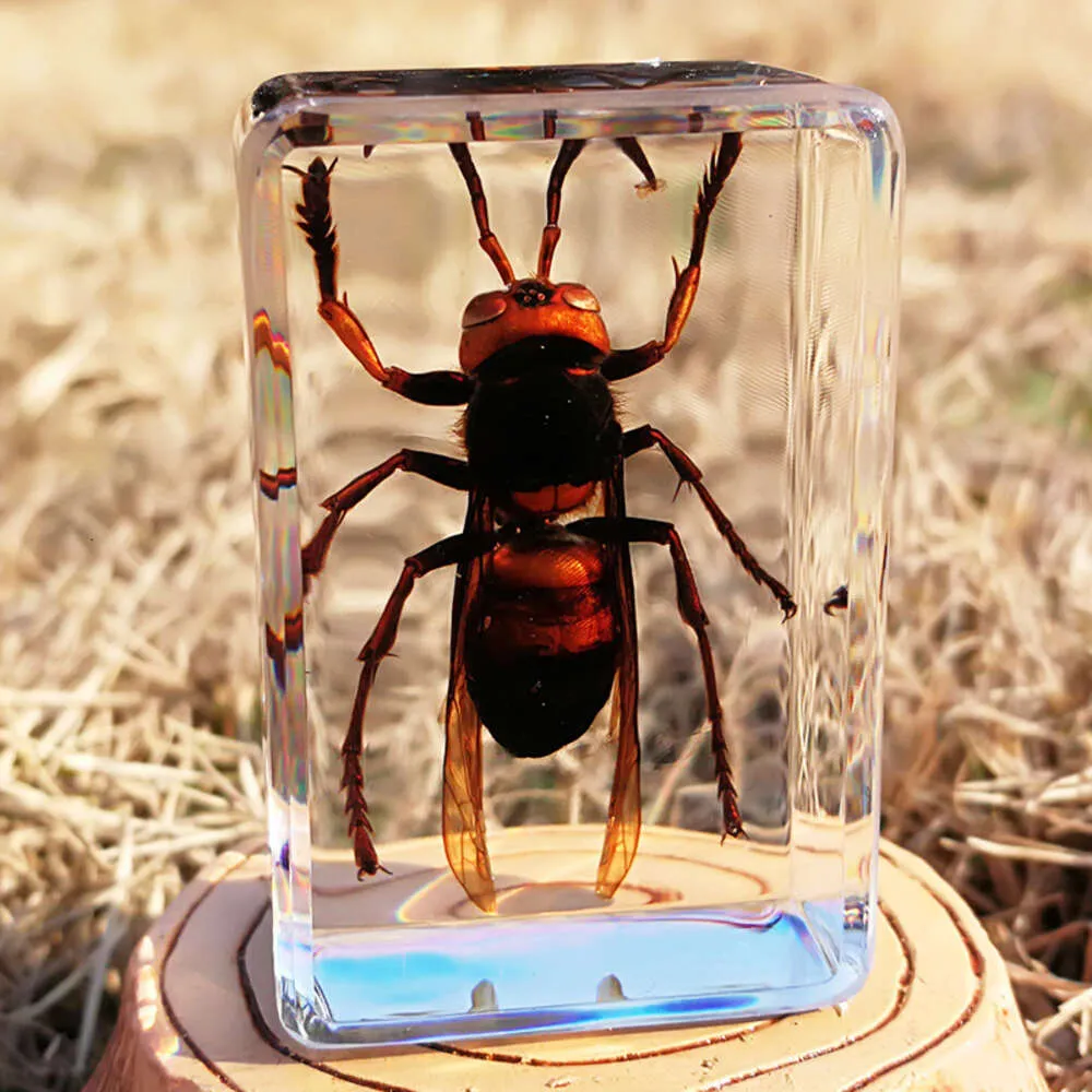 Transparent Resin Spider Specimens Autumn Armor For Science Projects ...