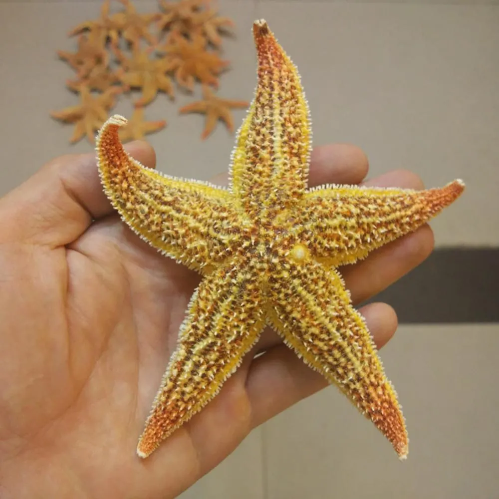 DHgate.com:2Pcs 10-16cmNatural Flat Dried Starfish Ornaments, Mini Sea ...