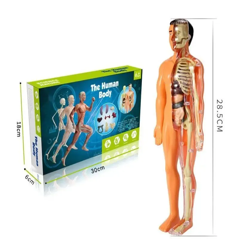 3D Human Body Torso Model For Kid, Anatomy, Skeleton, Removable ...