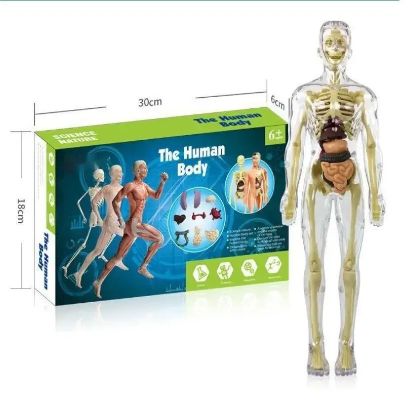 3D Human Body Torso Model For Kid, Anatomy, Skeleton, Removable ...