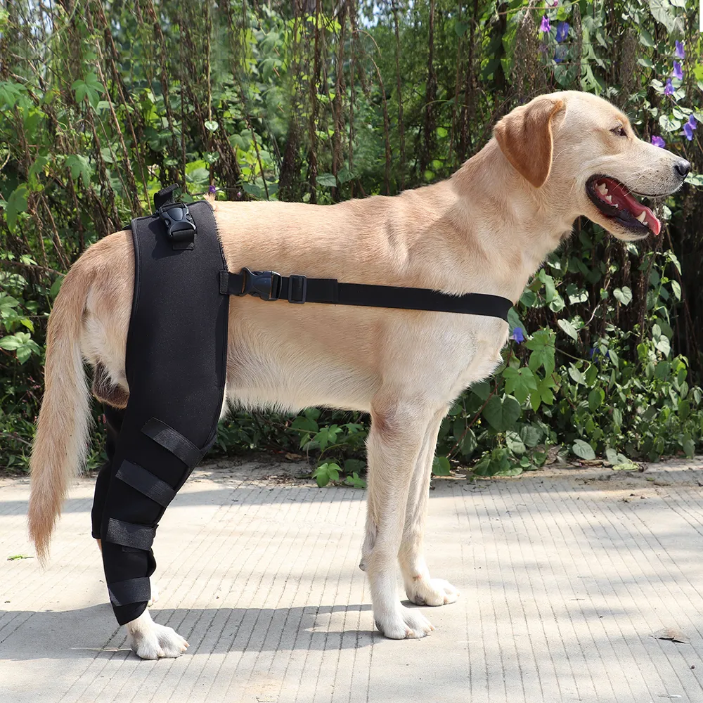 Bulk Dog Back Leg Brace Rear Leg Support Wrap For Pets, Surgical Joint ...