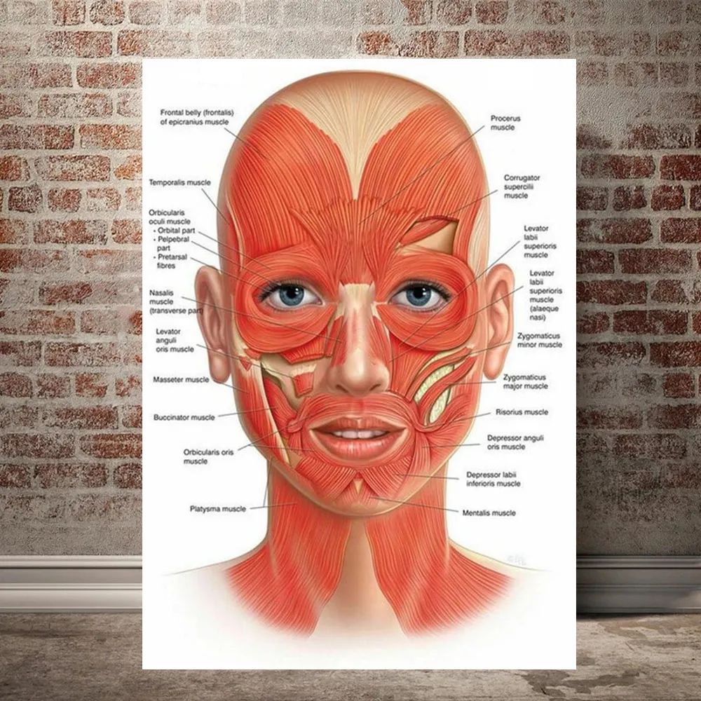 Rosto De Arte De Anatomia Humana "Na Europa Renascentista, Para