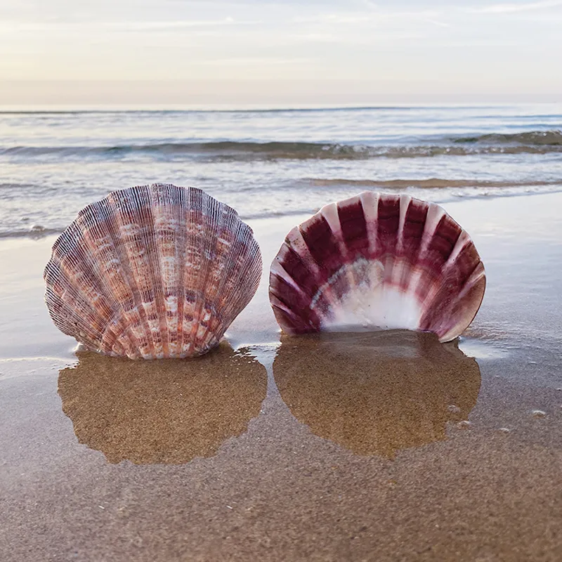 large sea shells