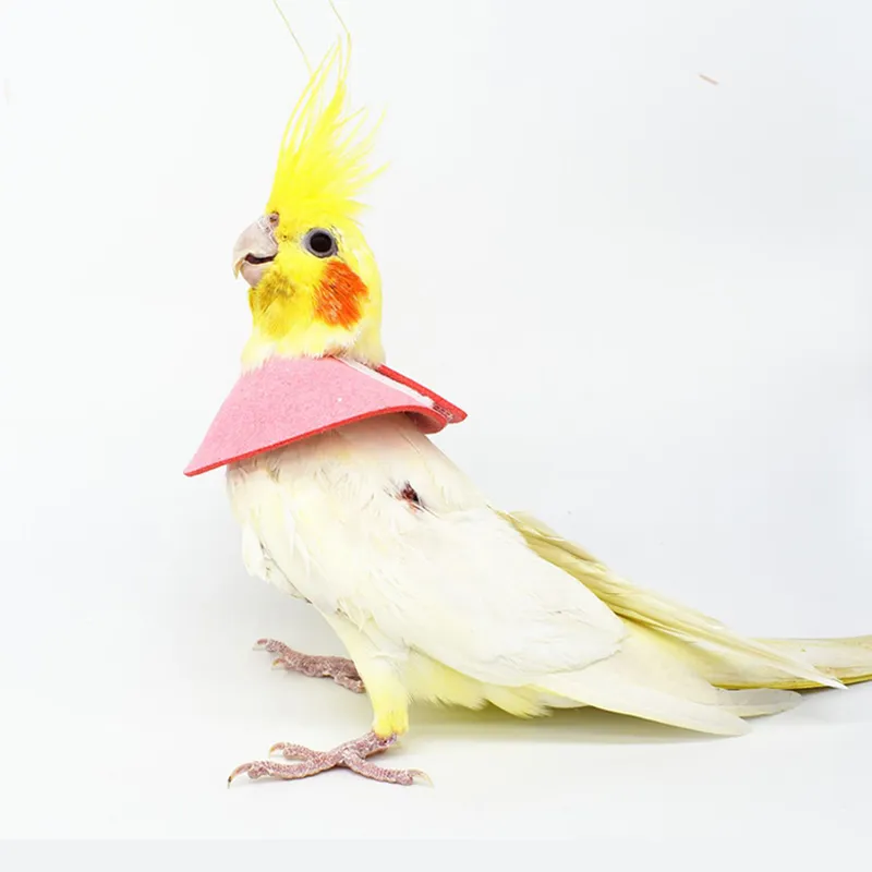 DHgate.com:Bird Elizabethan Collar - Adjustable Parrot Recovery Cone ...