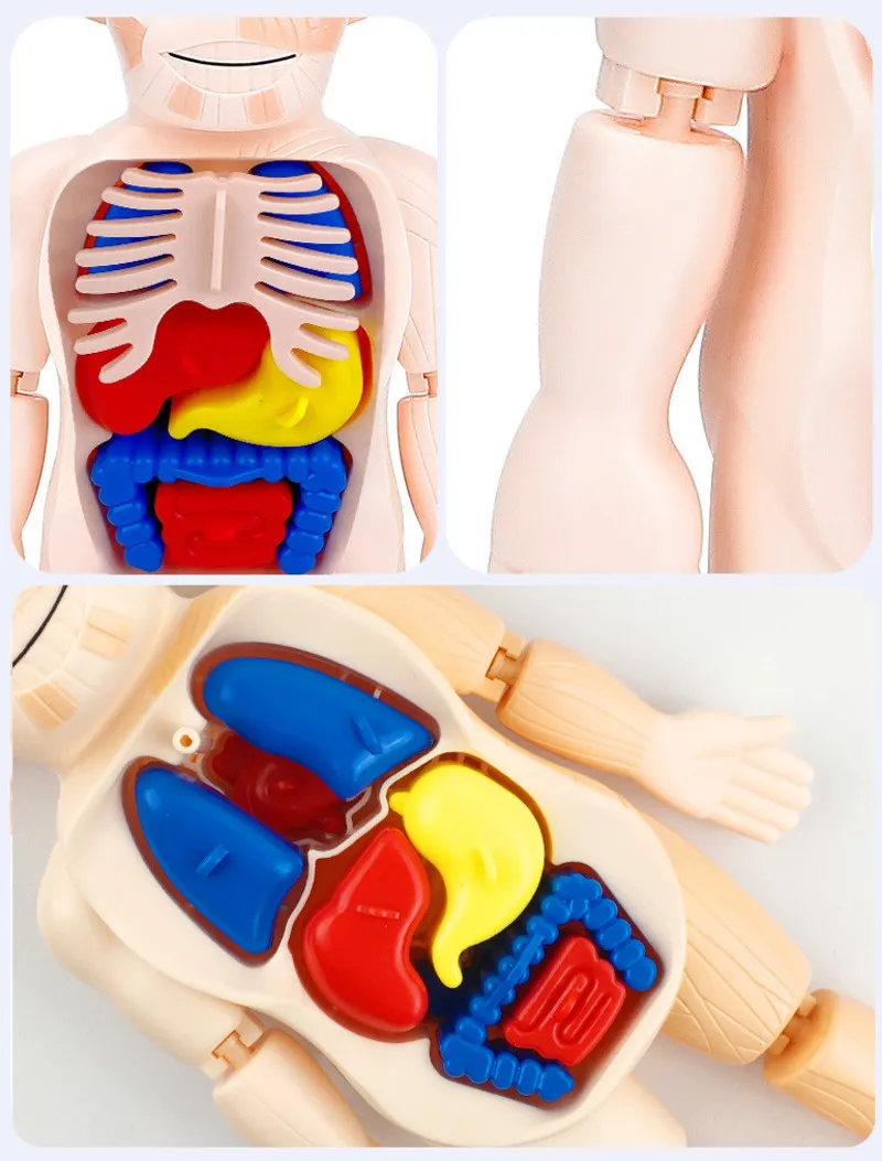 DHgate.com:Human Body 3D Puzzle Model - Interactive Learning STEM Toy ...